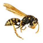 Insects 3D Spin - General