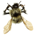 Insects 3D Spin - General