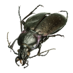 Insects 3D Spin - General