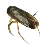 Insects 3D Spin - General