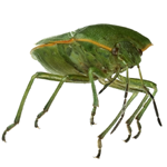 Insects 3D Spin - General
