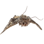 Insects 3D Spin - General