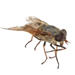 Insects 3D Spin - General