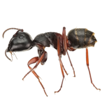 Insects 3D Spin - General