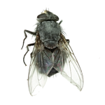 Insects 3D Spin - General